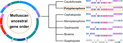 Mitochondrial gene order evolution in Mollusca: Inference of the ...