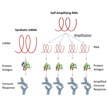 Self-Amplifying RNA Vaccines Give Equivalent Protection against ...