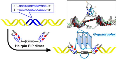 G-Quadruplex Induction by the Hairpin Pyrrole–Imidazole Polyamide Dimer ...