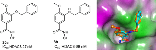 具有抗神经母细胞瘤活性的选择性组蛋白脱乙酰基酶8（HDAC8）抑制剂的基于结构的设计和生物学特性,Journal of Medicinal ...