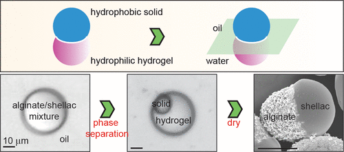 Biocompatible Amphiphilic Hydrogel–Solid Dimer Particles as Colloidal ...