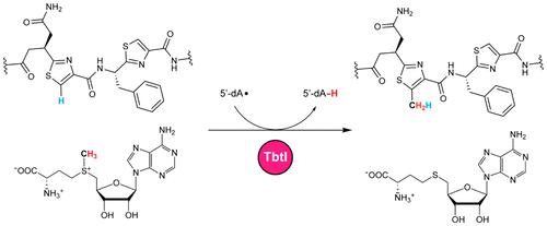 Mechanism of a Class C Radical SAM Thiazole Methyl Transferase,Journal ...
