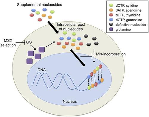 使用GS / MSX选择系统在选择过程中添加核苷可以降低CHO细胞中的序列变异水平,Biotechnology Journal - X-MOL
