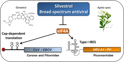 Broad-spectrum antiviral activity of the eIF4A inhibitor silvestrol ...