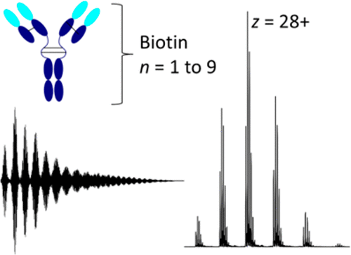 Native-MS Analysis of Monoclonal Antibody Conjugates by Fourier ...