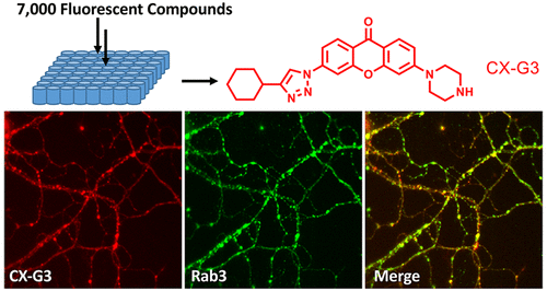 Identification of Fluorescent Small Molecule Compounds for Synaptic ...