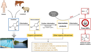 Degradation kinetics of organic chloramines and formation of ...