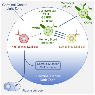 CCR6 Defines Memory B Cell Precursors in Mouse and Human Germinal ...