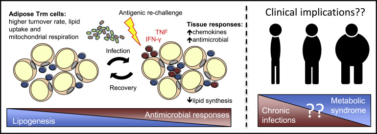 The Skinny on Fat Trm Cells,Immunity - X-MOL