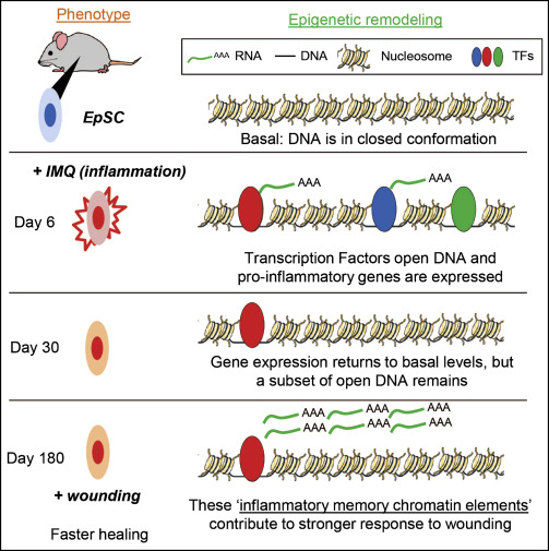 I Remember You: Epigenetic Priming in Epithelial Stem Cells,Immunity ...