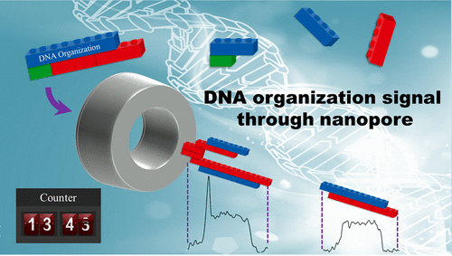 Adaption of a Solid-State Nanopore to Homogeneous DNA Organization ...
