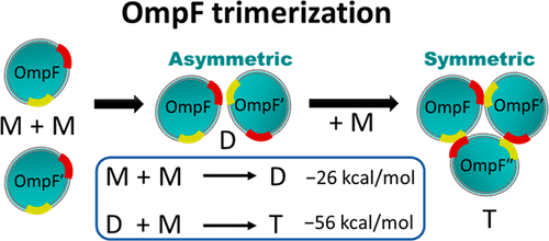 Dynamics of OmpF Trimer Formation in the Bacterial Outer Membrane of ...