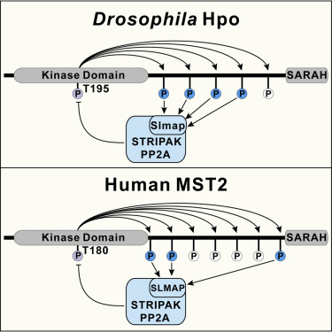 Homeostatic Control of Hpo/MST Kinase Activity through ...