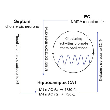 海马体和内嗅皮层分别募集胆碱能受体和 NMDA 受体以产生海马 θ 振荡。,Cell Reports - X-MOL