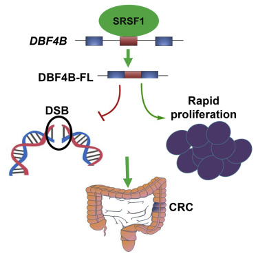 SRSF1 Prevents DNA Damage and Promotes Tumorigenesis through Regulation ...