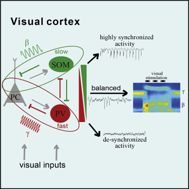 Distinct Inhibitory Circuits Orchestrate Cortical beta and gamma Band ...
