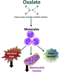 Oxalate induces mitochondrial dysfunction and disrupts redox ...
