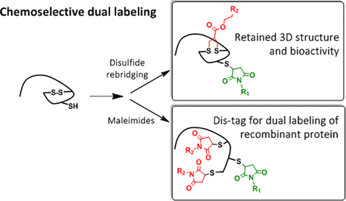 Chemoselective Dual Labeling of Native and Recombinant Proteins ...