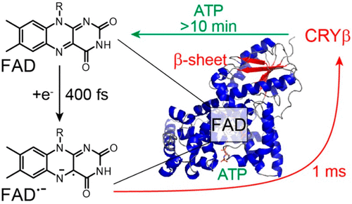 Time-Resolved Infrared Spectroscopy on Plant Cryptochrome—Relevance of ...