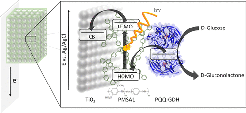 Integration of Enzymes in Polyaniline-Sensitized 3D Inverse Opal TiO2 ...