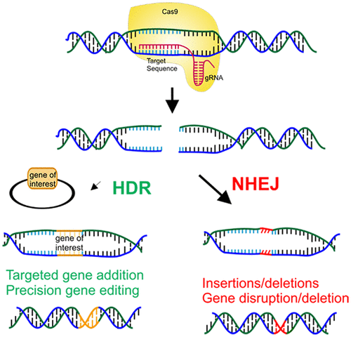 Modulating DNA Repair Pathways to Improve Precision Genome Engineering ...