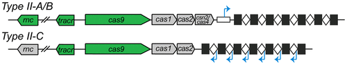 Type II-C CRISPR-Cas9 Biology, Mechanism, and Application,ACS Chemical ...
