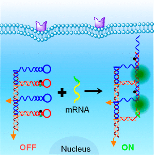 A Responsive “Nano String Light” for Highly Efficient mRNA Imaging in ...