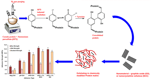 Chemically Modified Canola Protein–Nanomaterial Hybrid Adhesive Shows ...