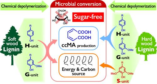 Glucose-Free cis,cis-Muconic Acid Production via New Metabolic Designs ...