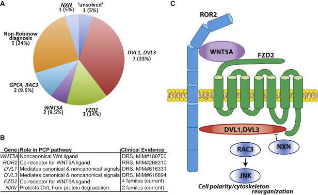 WNT Signaling Perturbations Underlie the Genetic Heterogeneity of ...