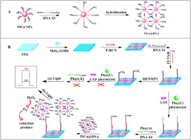 Photoelectrochemical biosensor for HEN1 RNA methyltransferase detection ...