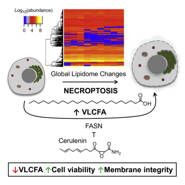 Very Long Chain Fatty Acids Are Functionally Involved in Necroptosis ...