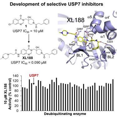 Structure-Guided Development of a Potent and Selective Non-covalent ...
