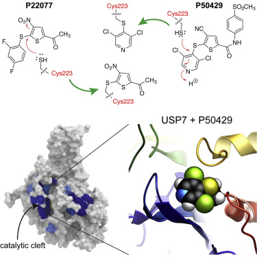 USP7特异的抑制剂通过不同的化学机制靶向和修饰酶的活性位点,Cell Chemical Biology - X-MOL