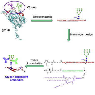 Synthetic Three-Component HIV-1 V3 Glycopeptide Immunogens Induce ...