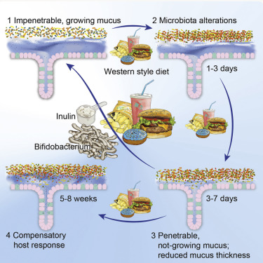 Bifidobacteria or Fiber Protects against Diet-Induced Microbiota-Mediated Colonic Mucus ...