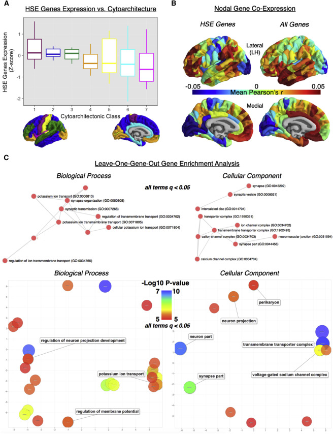 Morphometric Similarity Networks Detect Microscale Cortical ...