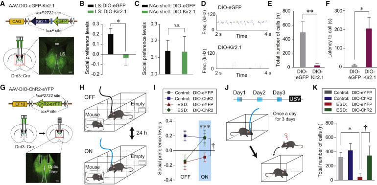 Drd3 Signaling in the Lateral Septum Mediates Early Life Stress-Induced ...