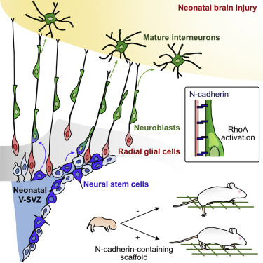 Radial Glial Fibers Promote Neuronal Migration and Functional Recovery ...