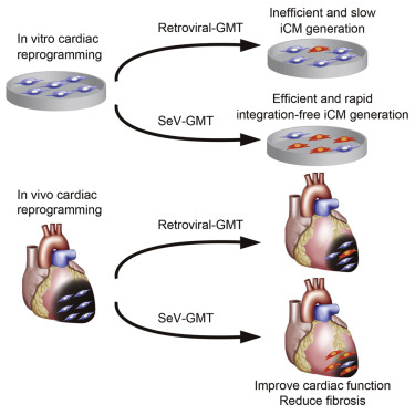 Direct In Vivo Reprogramming with Sendai Virus Vectors Improves Cardiac ...
