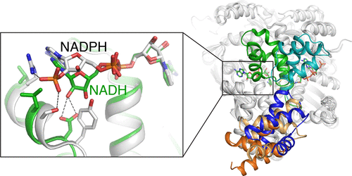 Structural Features and Domain Movements Controlling Substrate Binding ...