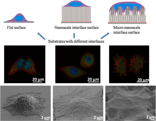 TiO2 Nanorod Arrays with Mesoscopic Micro–Nano Interfaces for in Situ ...
