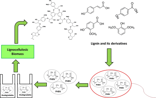 Pandoraea sp。从木质素衍生物生产和表征多羟基 链 烷酸酯。ISTKB,ACS Omega - X-MOL