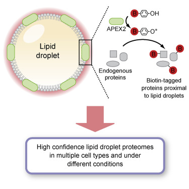 A Proximity Labeling Strategy Provides Insights into the Composition ...