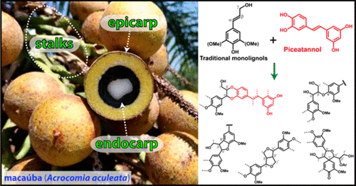 Variability in Lignin Composition and Structure in Cell Walls of ...