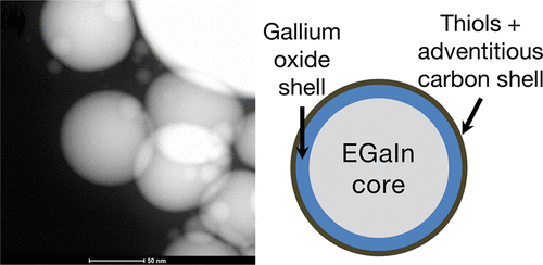 Control of Gallium Oxide Growth on Liquid Metal Eutectic Gallium/Indium ...