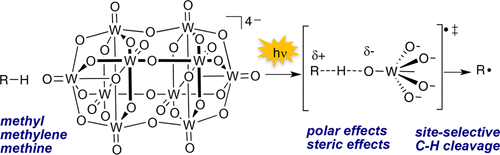 Site-Selective C–H Functionalization by Decatungstate Anion Photocatalysis: Synergistic Control ...