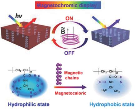Magnetochromic Photonic Hydrogel for an Alternating Magnetic Field‐Responsive Color Display ...