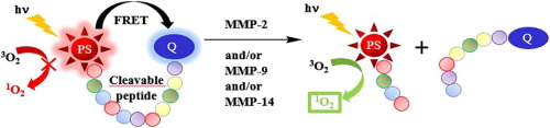 New photodynamic molecular beacons (PMB) as potential cancer-targeted ...