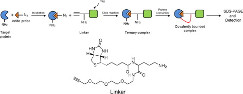 Novel biotin linker with alkyne and amino groups for chemical labelling ...